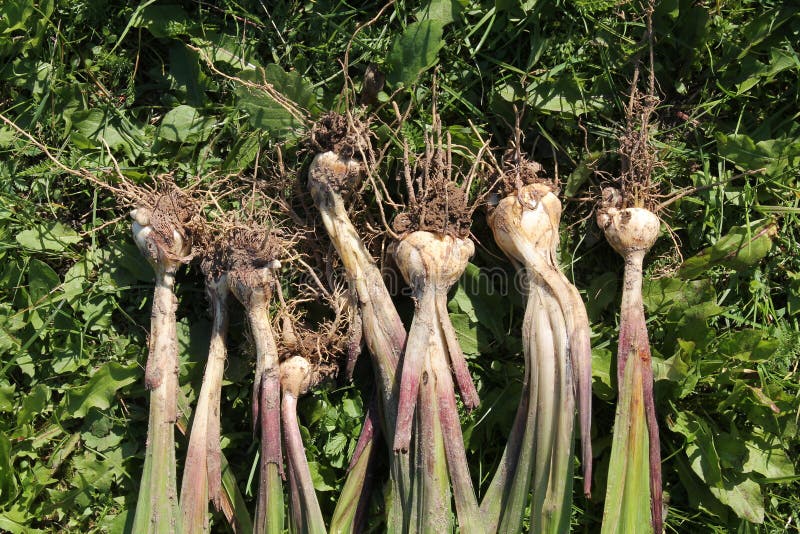Frisch Gegrabene Gladiole Murielae Oder Acidanthera-Kormus Mit Wurzeln ...