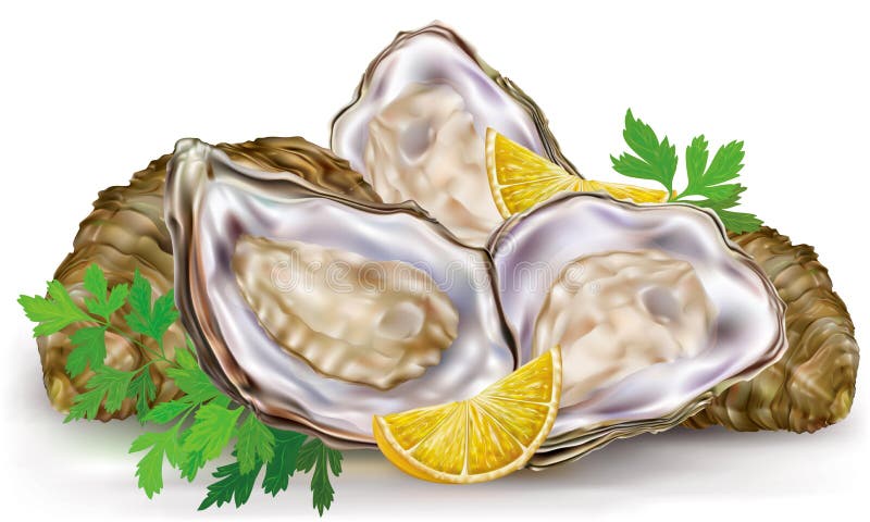 Auster mit einer Perle vektor abbildung. Illustration von getrennt ...