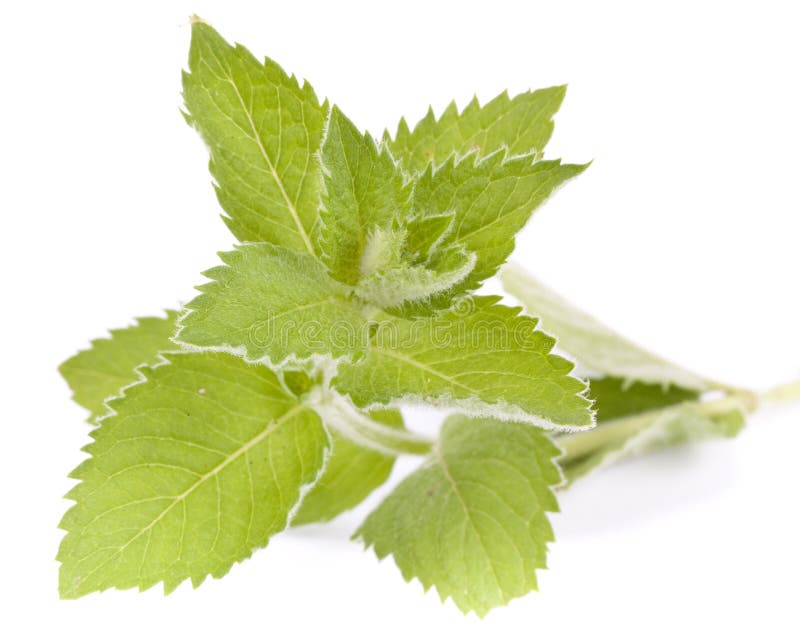 Frische Minze stockbild. Bild von minze, frische - 14000181