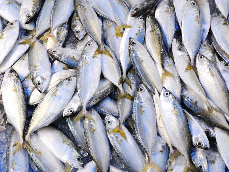 Essbare Meerestiere Der Frischen Fische Im Marktnahaufnahmehintergrund ...