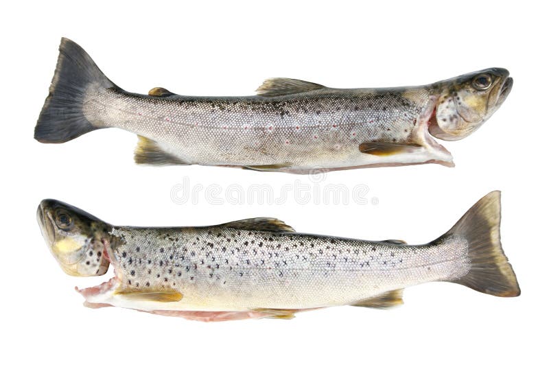 Frische Forelle stockfoto. Bild von eviscerate, punkt - 4593136