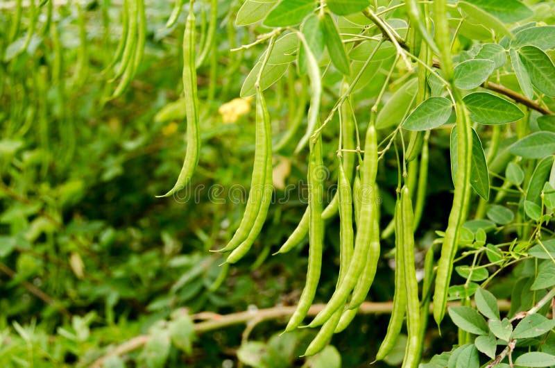 Grüne Bohnen-Feld stockfoto. Bild von bauernhof, getreide - 12690634