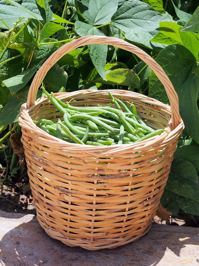 Frische Grüne Bohnen in Stock Korb Stockfoto - Bild von grün, betriebe ...