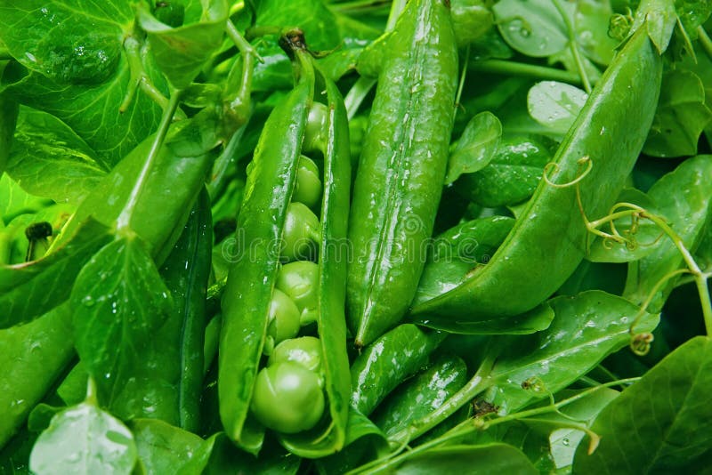 Frische grüne Erbsen stockbild. Bild von saftig, erbse - 20813299