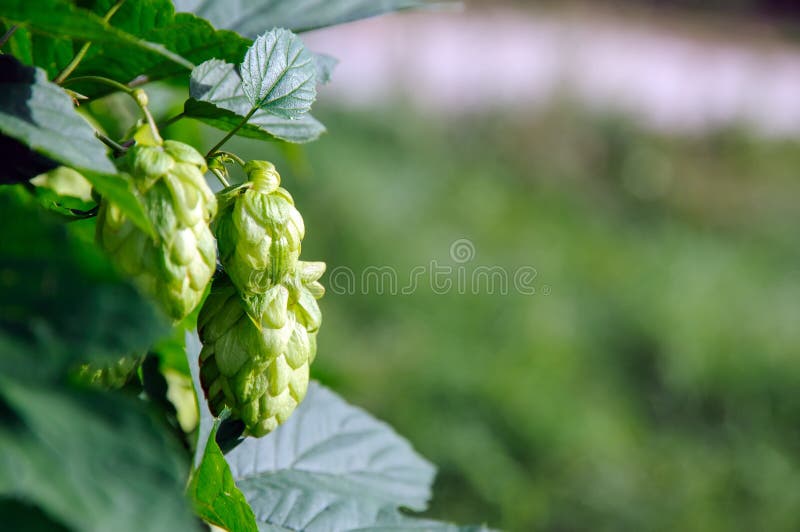 Frische grüne Hopfen stockfoto. Bild von landwirtschaft - 34156144