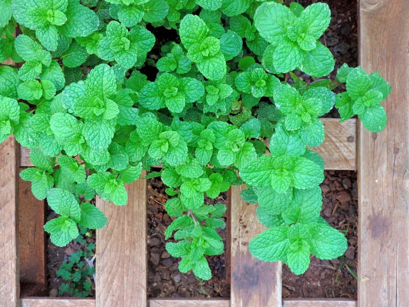 Frische Minze In Einem Topf Stockbild - Bild von nave, frische: 33890305