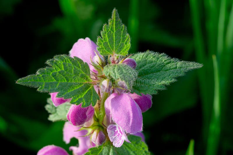 Grüne Nessel stockbild. Bild von nessel, grüne - 7187043