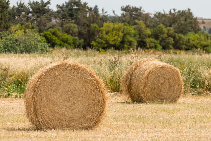 Frische Heuballen stockfoto. Bild von frisch, ballen - 53358030