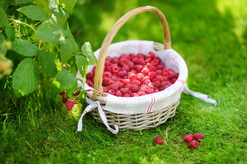 Frische Himbeeren Im Netten Korb Unter Himbeerbusch Stockbild - Bild ...