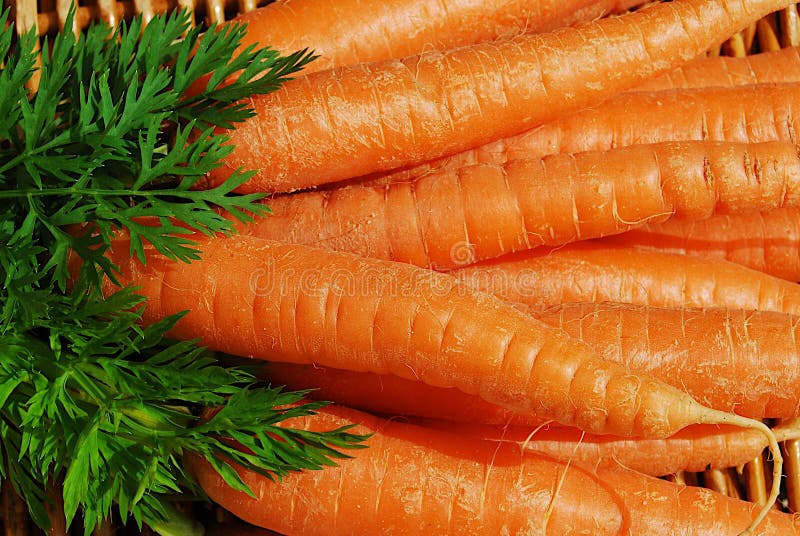 Frische Karotten Bild. Bild: 2855295