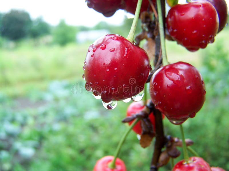 Frische Kirschen Kirschbaum Von Kirschen Stockbild - Bild von kirschen ...