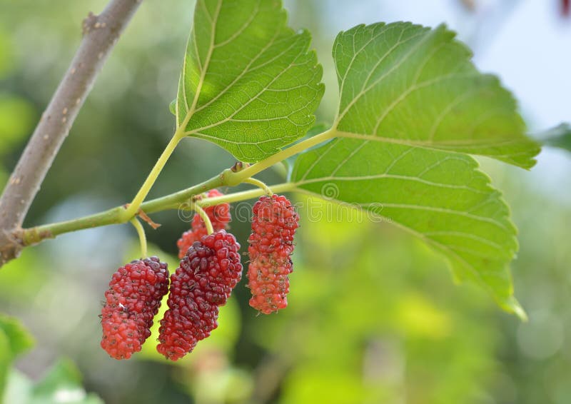 Maulbeere, stockfoto. Bild von leben, nahrung, landwirtschaftlich - 3157556
