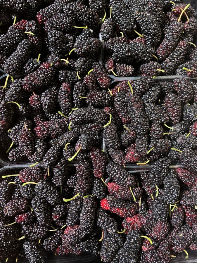 Frische Maulbeeren stockfoto. Bild von zweig, essen, nave - 31476638