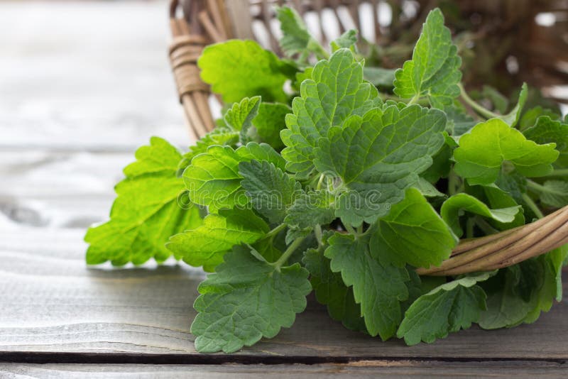 Frische Melisse Bild. Bild: 3137689