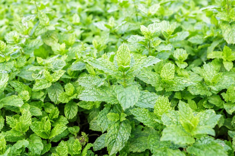 Minze Ist Wohlriechend Hintergrund Der Frischen Minze Stockbild - Bild ...