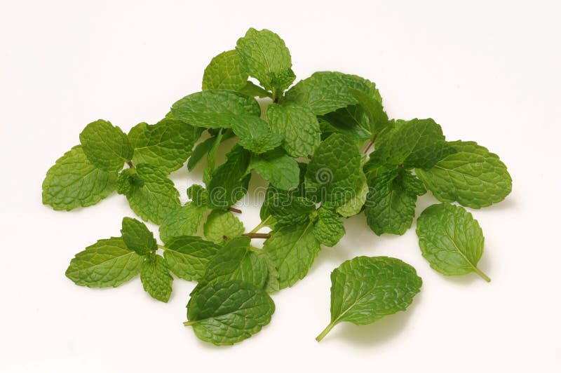 Frische Minze stockbild. Bild von nave, betrieb, kräuter - 850737