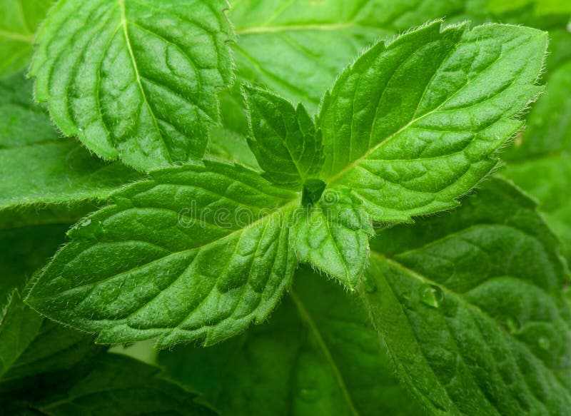 Frische Minze. stockbild. Bild von bauernhof, blatt, üppig - 27676837