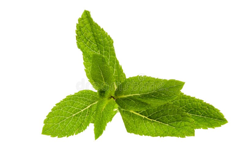 Minze stockfoto. Bild von rand, blätter, grün, hintergründe - 11983896