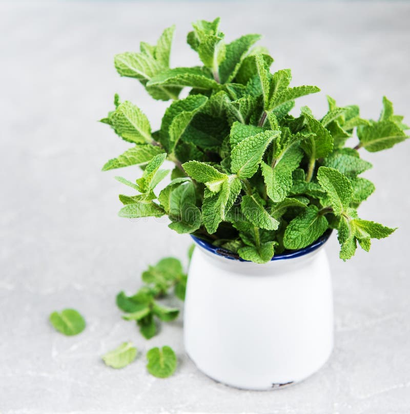 Frische Minze in Einem Vase Stockbild - Bild von blatt, medizin: 118025961