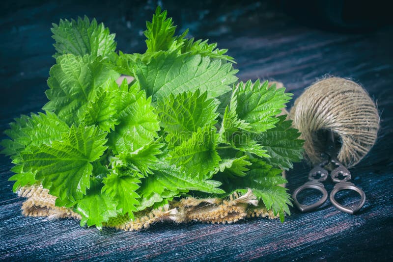 Frische Nessel Auf Einem Dunklen Hintergrund Stockbild - Bild von ...
