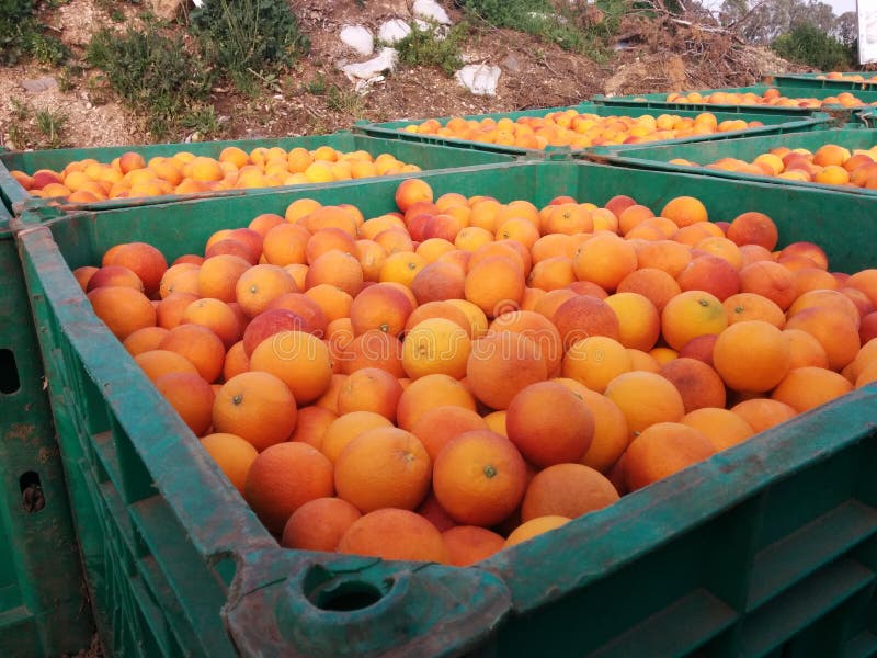 Orangenkiste stockbild. Bild von orangenkiste - 37380813