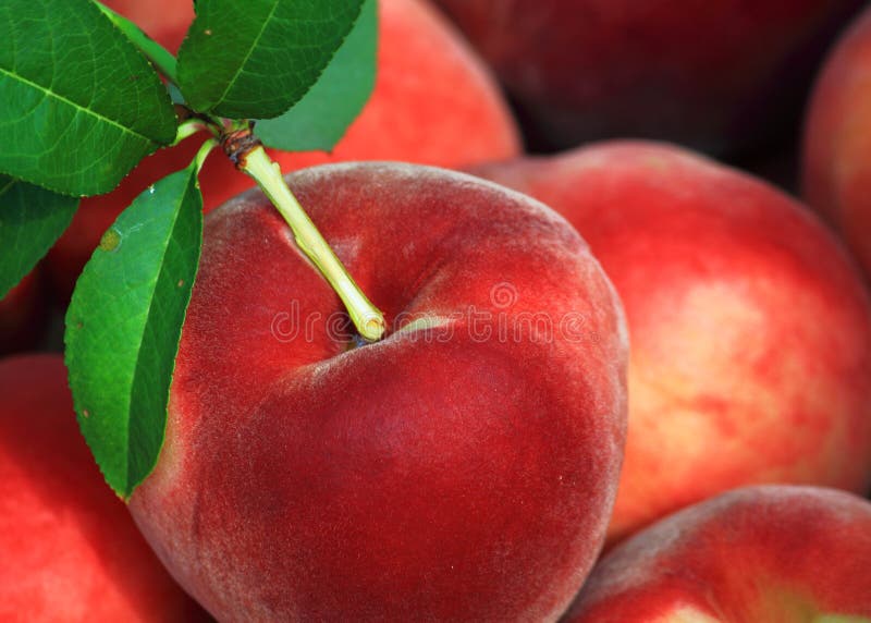 Frische Pfirsiche stockfoto. Bild von markt, vegetarier - 57118176