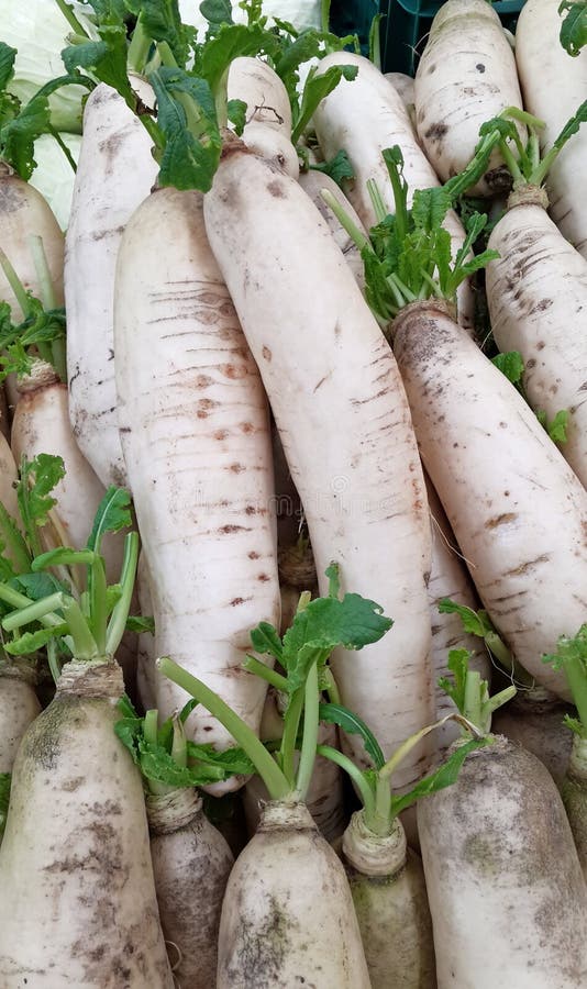 Rote Rettiche Auf Dem Markt Stockbild - Bild von sorte, botanik: 188450197
