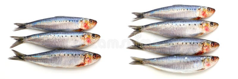 Essbare Meerestiere Der Frischen Fische Der Sardine Auf Eisseemarkt ...