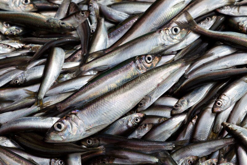 Essbare Meerestiere Der Frischen Fische Der Sardine Auf Eisseemarkt ...