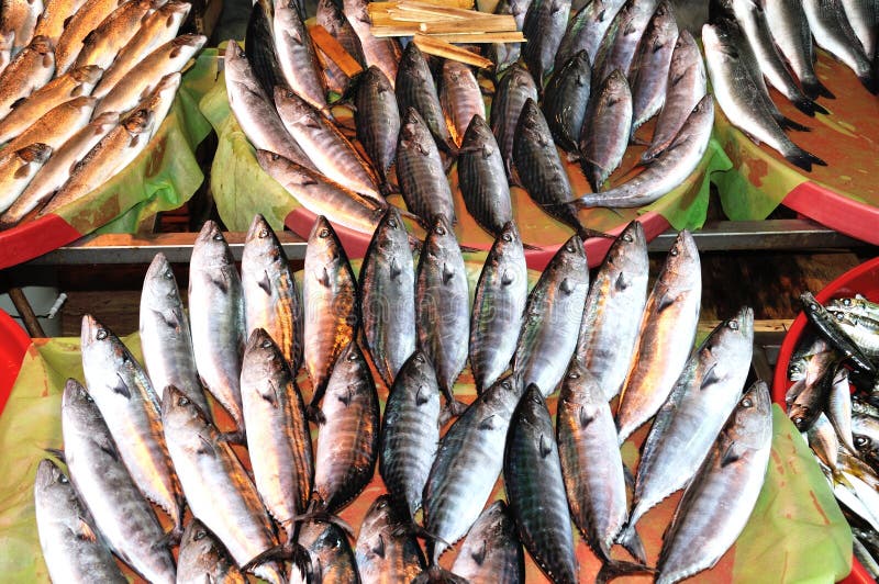 Frischer Seefisch stockfoto. Bild von brachsen, system - 32245270