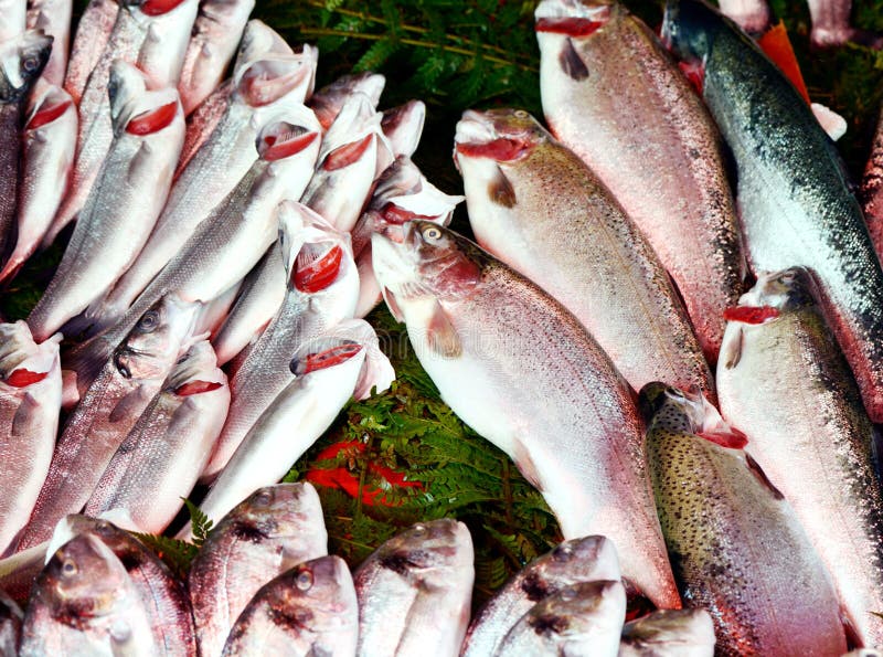Frischer Seefisch stockfoto. Bild von brachsen, system - 32245270