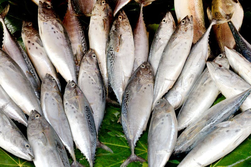 Frischer Seefisch stockfoto. Bild von brachsen, system - 32245270