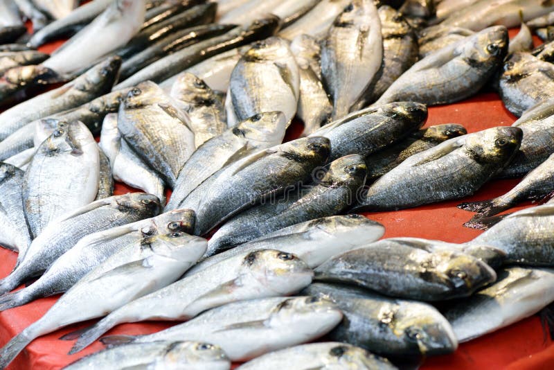 Frischer Seefisch stockfoto. Bild von brachsen, system - 32245270