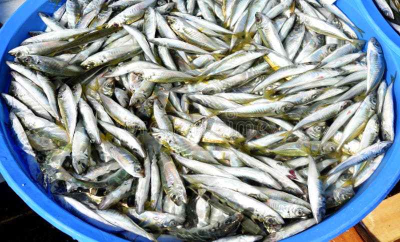 Frischer Seefisch stockfoto. Bild von brachsen, system - 32245270