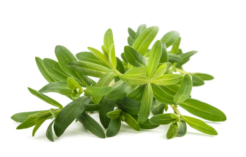 Frische Ysop Hyssopus Officinalis Stockfoto - Bild von hintergrund ...