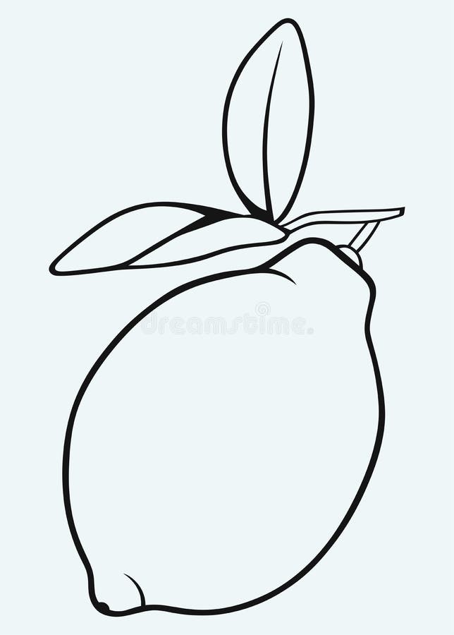 Frische Zitrone vektor abbildung. Illustration von frische - 50738211