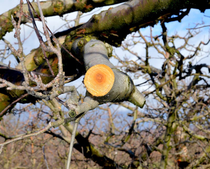 376 Alter Apfelbaum Fotos - Kostenlose und Royalty-Free Stock-Fotos von ...