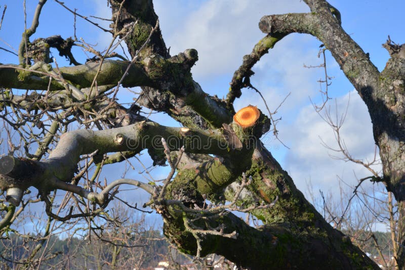 Der alte Apfelbaum stockfoto. Bild von bewirtschaften - 103852920