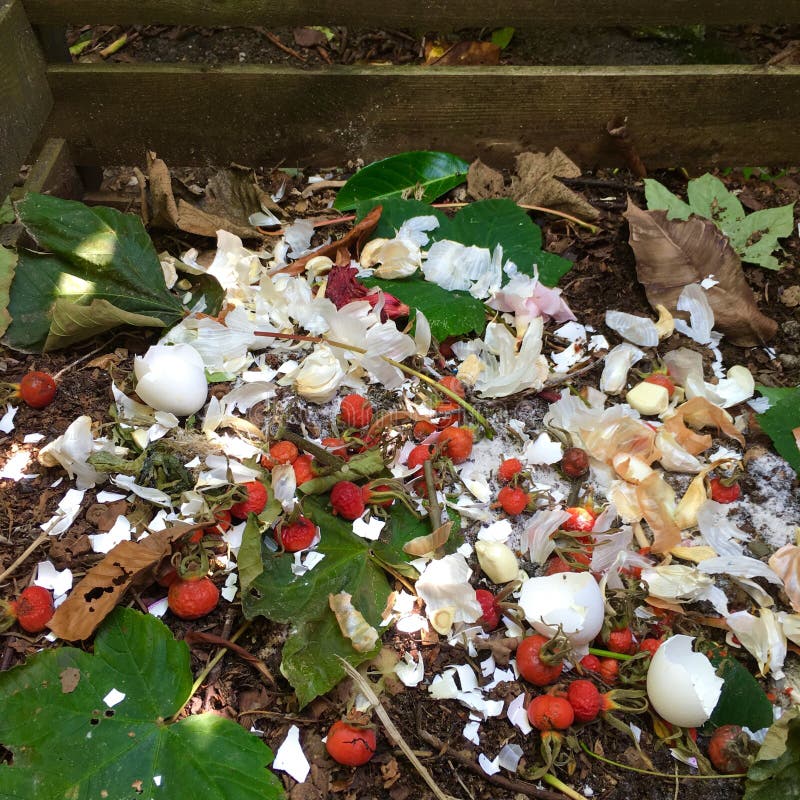 Frischer Bio-abfall Und Kompost Stockbild - Bild von gurke, farbe: 74341931