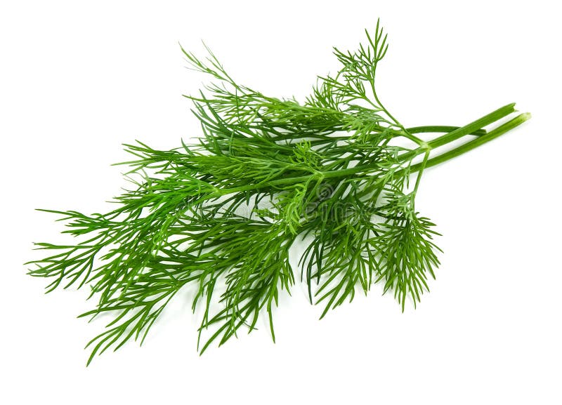 Frischer Dill stockbild. Bild von jahreszeit, vegetarier - 3149091