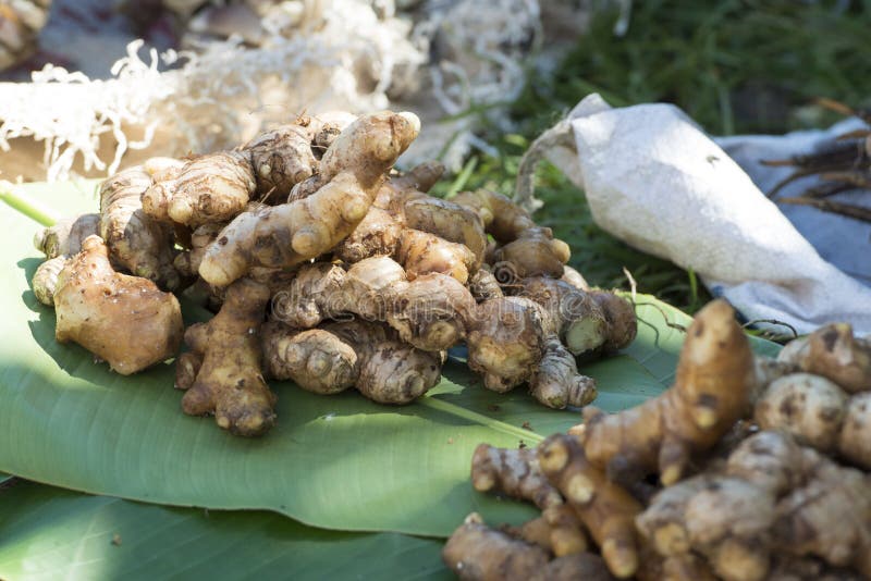 Frischer Ingwer stockfoto. Bild von ingwer, farbe, orange - 3098516