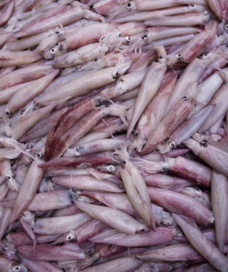 Frischer Kalmar stockbild. Bild von auge, nahrung, wirbellos - 29293215