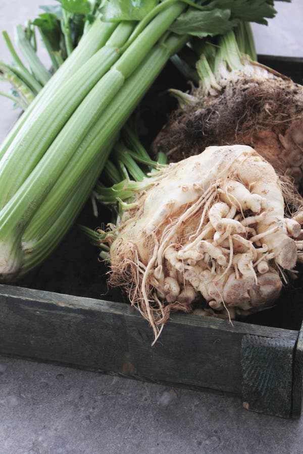 Frischer Knollensellerie stockfoto. Bild von gemüse, tellersegment ...
