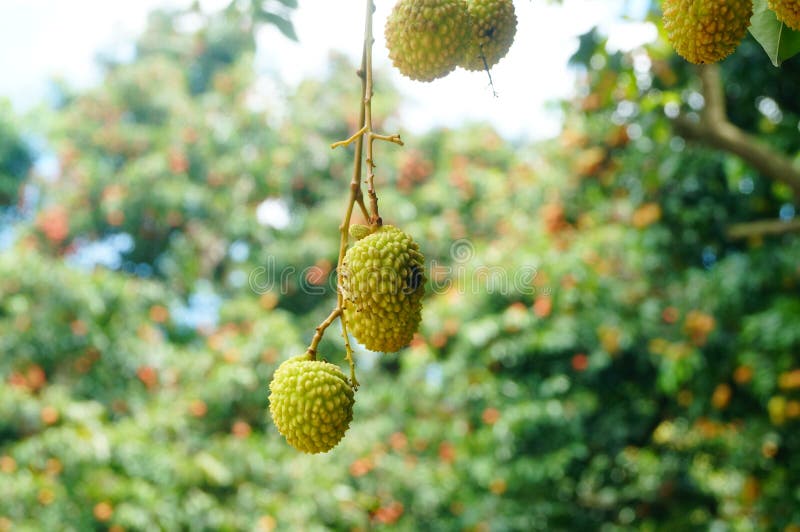 Litschibaum Stockfotos und Bilder - Laden Sie 60 lizenzfreie Fotos herunter