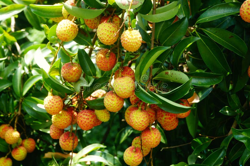 Litschibaum Stockfotos und Bilder - Laden Sie 60 lizenzfreie Fotos herunter