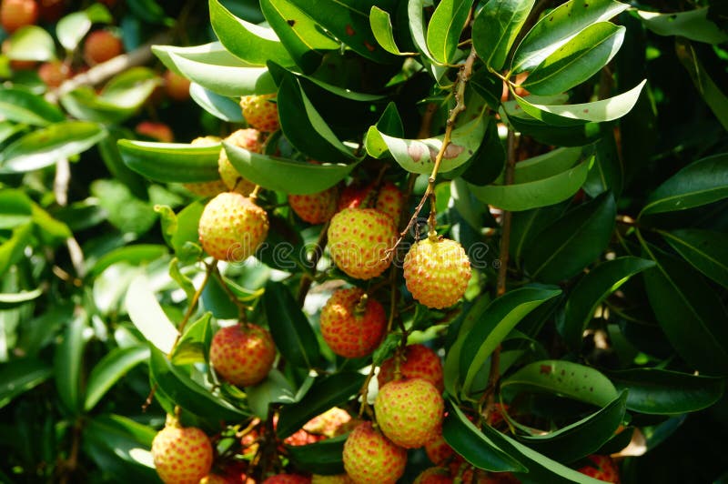 Litschibaum Stockfotos und Bilder - Laden Sie 60 lizenzfreie Fotos herunter