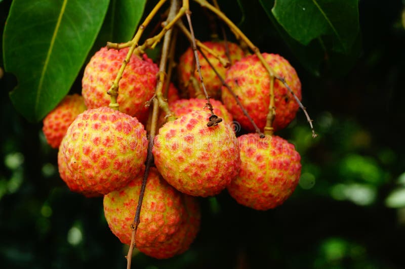 Frischer Litschi stockbild. Bild von litschi, frischer - 55446037