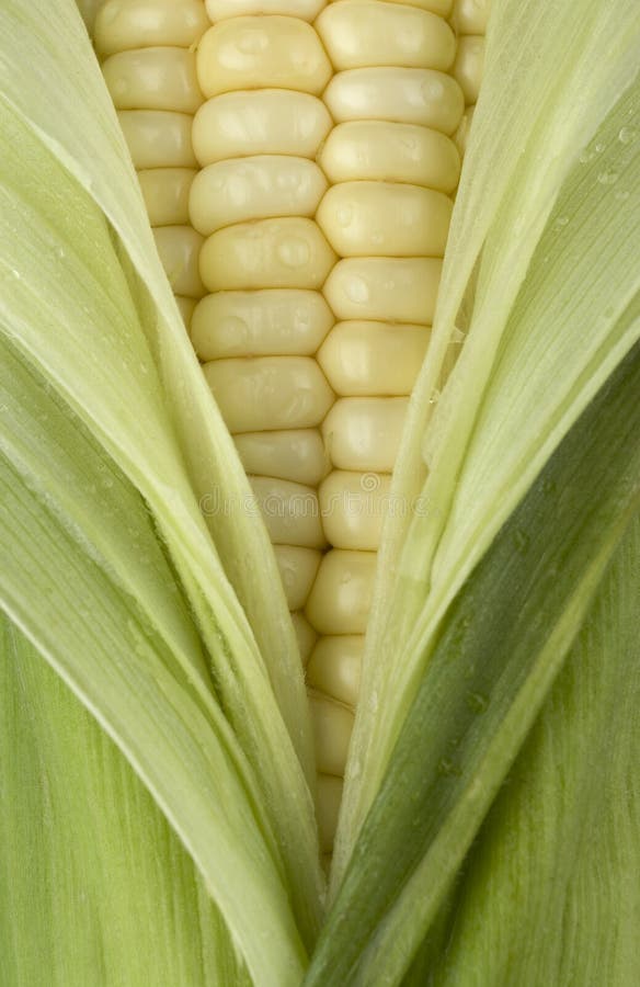 Frischer Mais. stockfoto. Bild von organisch, essen, kerne - 2364802