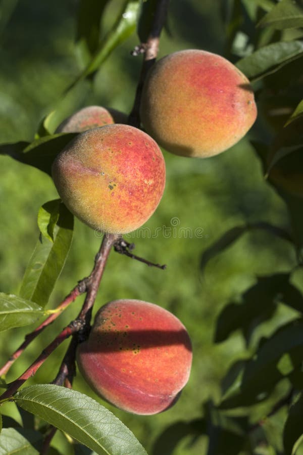 Frischer Pfirsich stockfoto. Bild von nahrung, frisch - 10144962