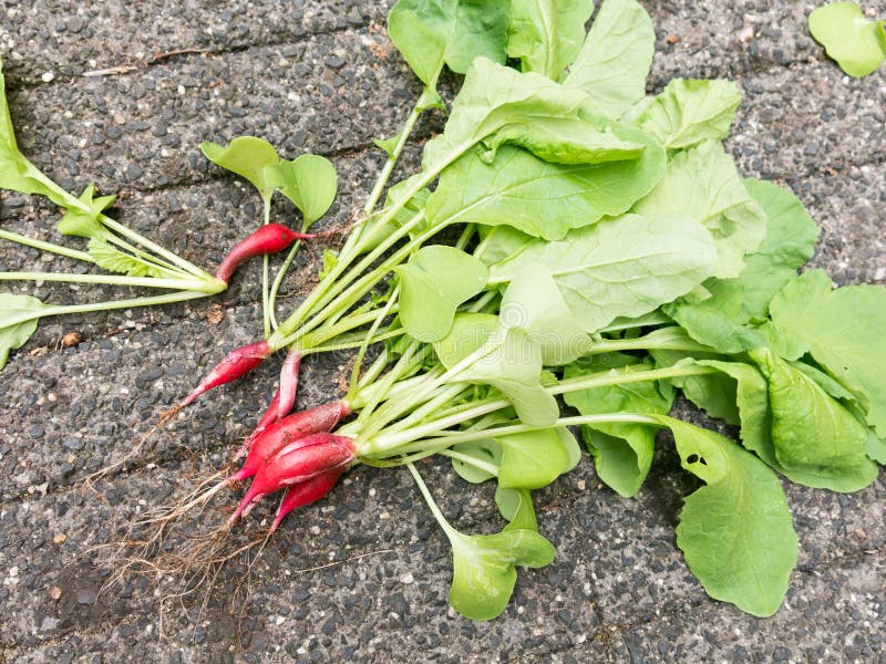 Frischer Rettich, Raphanus Sativus Stockbild - Bild von scharf, frech ...